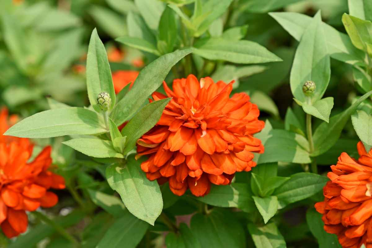 The Amazing Zahara Zinnia: Everything You Need to Know - Minneopa Orchards