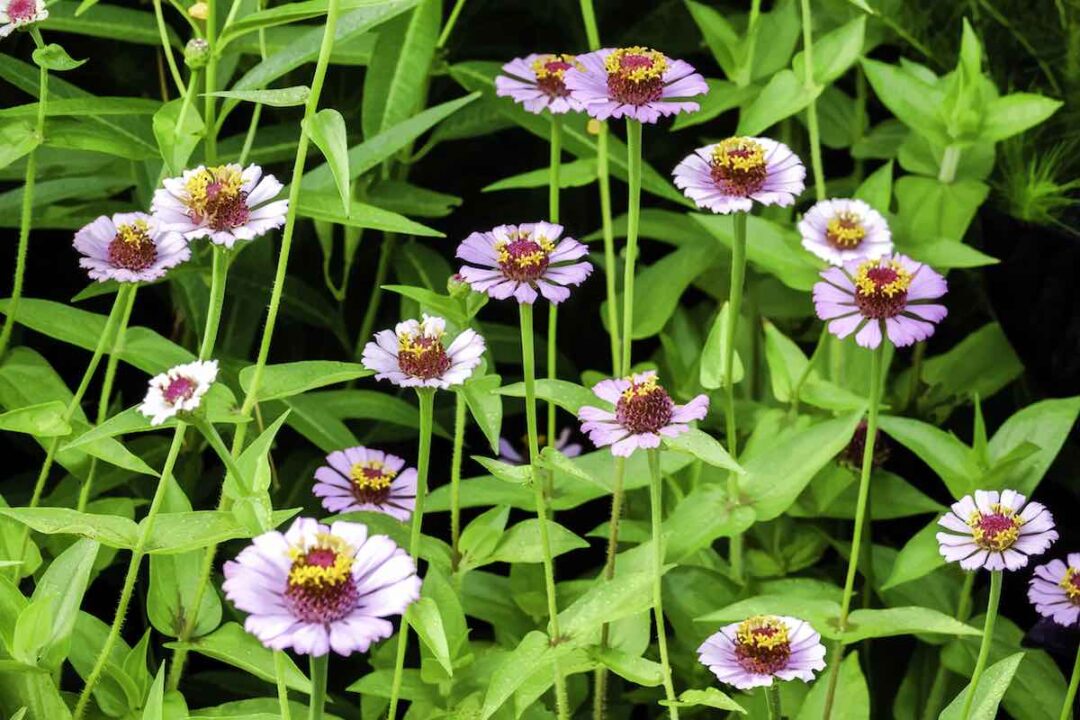3 Fun Facts About The Zinderella Zinnia - Minneopa Orchards