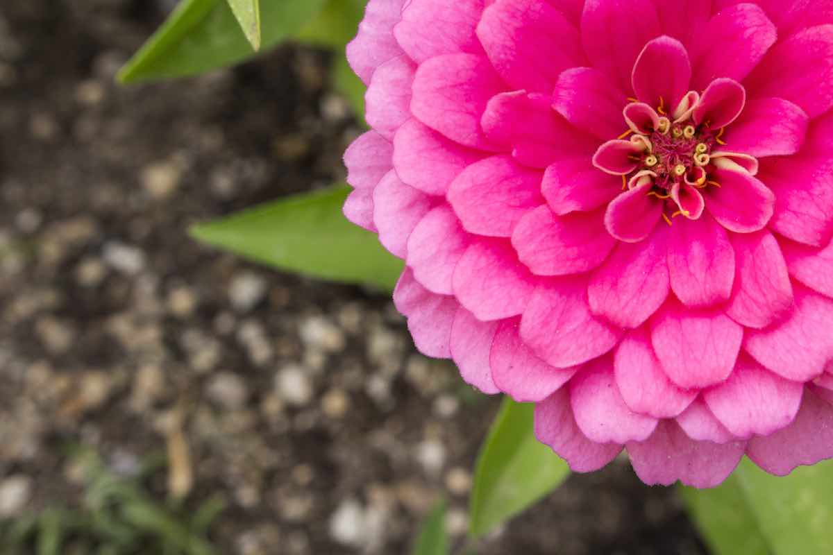 3 Fun Facts About The Zinderella Zinnia - Minneopa Orchards