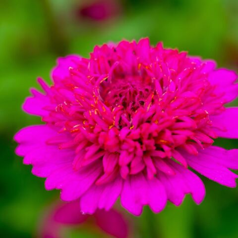 Flower Zinnia Varieties - Minneopa Orchards
