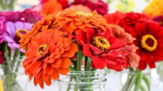 The Amazing Zahara Zinnia: Everything You Need to Know - Minneopa Orchards