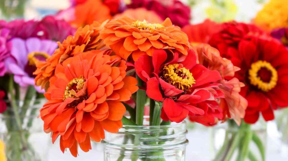 The Amazing Zahara Zinnia: Everything You Need to Know - Minneopa Orchards