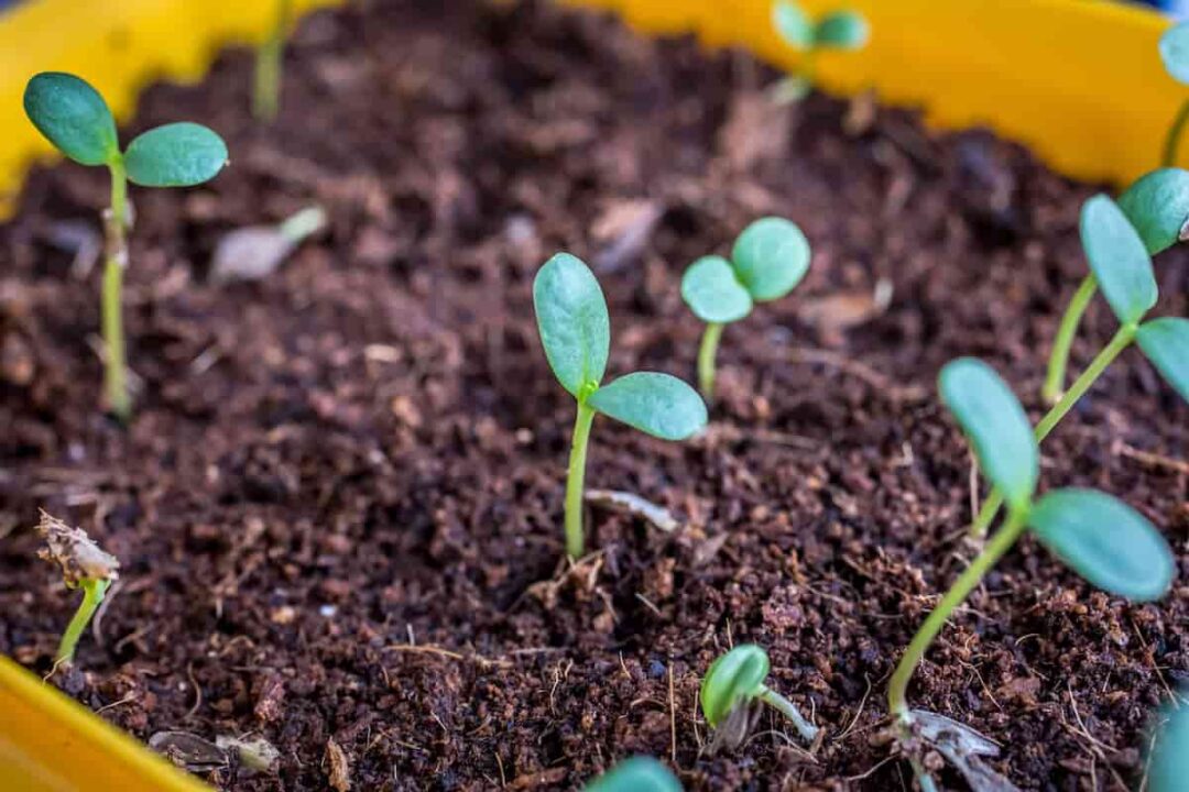 How to Harvest Zinnia Seeds: Everything You Need to Know - Minneopa ...