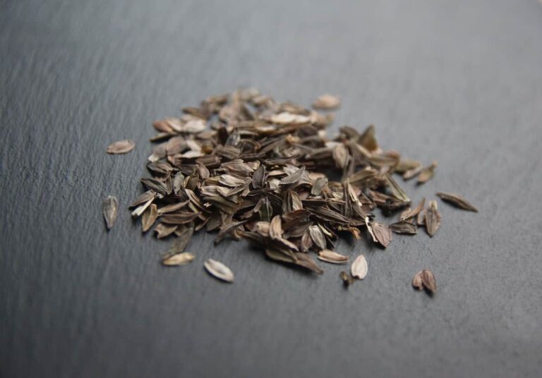 How to Harvest Zinnia Seeds: Everything You Need to Know - Minneopa ...