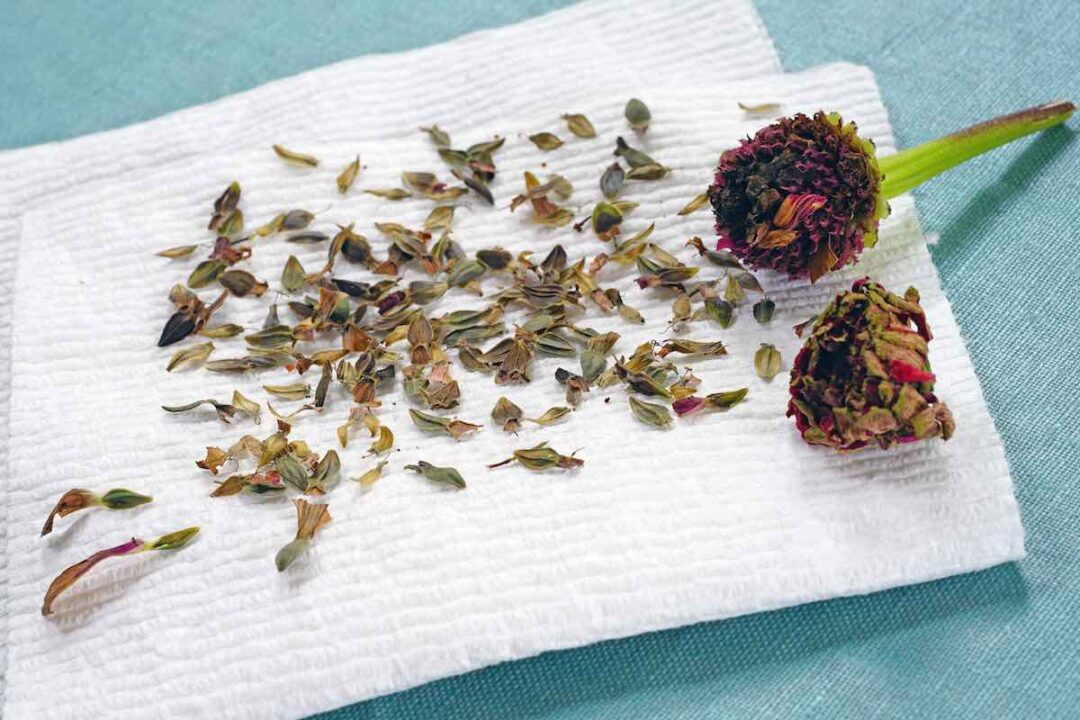 How to Plant Zinnia Seeds in 5 Easy Steps - Minneopa Orchards