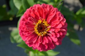 The 5 Zinnia Growth Stages - Minneopa Orchards