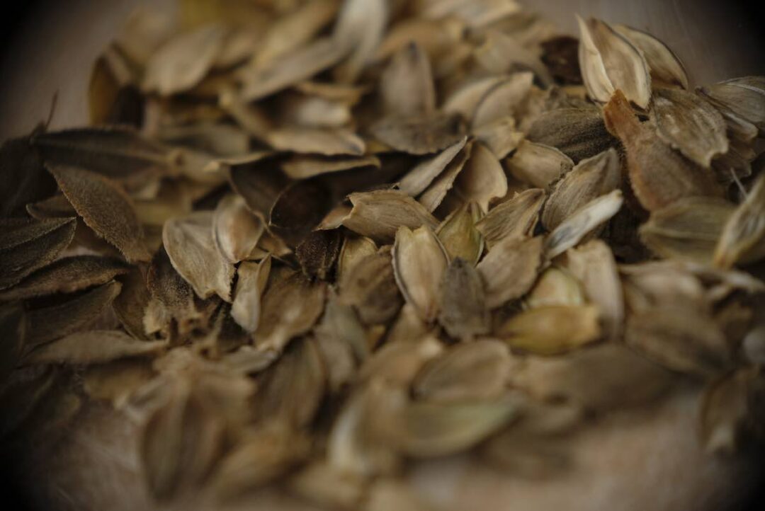 How to Harvest Zinnia Seeds: Everything You Need to Know - Minneopa ...