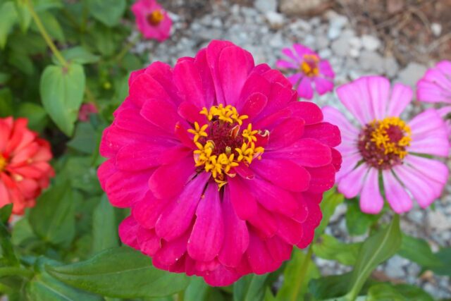 The 5 Zinnia Growth Stages - Minneopa Orchards