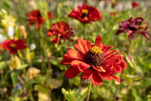 The 5 Zinnia Growth Stages - Minneopa Orchards