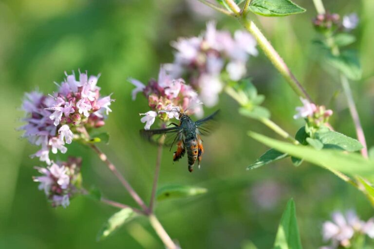 How to Identify, Treat, and Eliminate 5 Pumpkin Pests - Minneopa Orchards