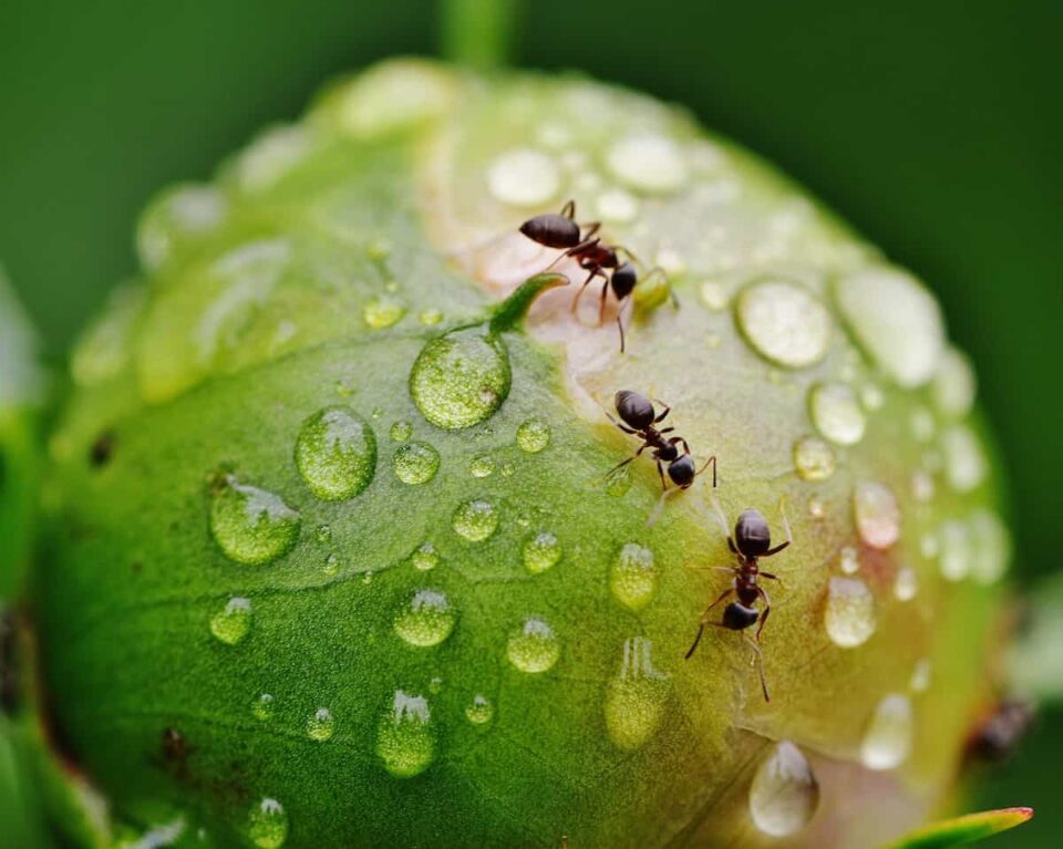 How to Identify and Eliminate Orange Tree Pests - Minneopa Orchards