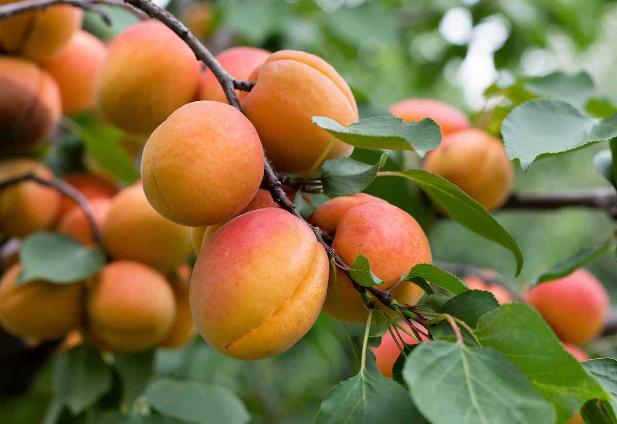 How to Store Apricots: The 3 Best Ways To Keep Apricots Fresh ...