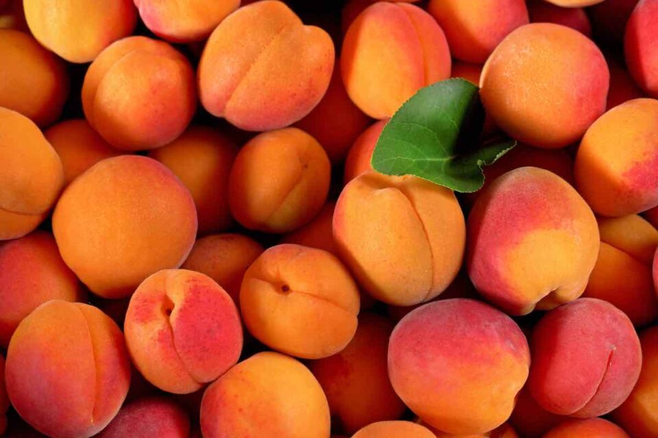 How to Store Apricots: The 3 Best Ways To Keep Apricots Fresh ...