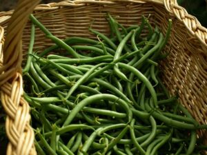 All About Contender Bush Beans - Minneopa Orchards