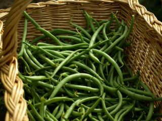 All About Contender Bush Beans - Minneopa Orchards