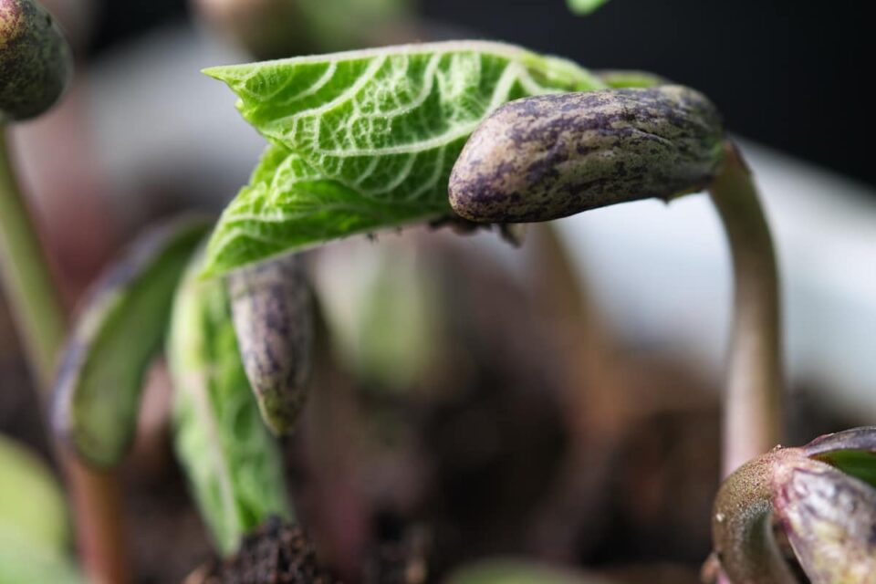 What to Know About Tongues of Fire Beans - Minneopa Orchards