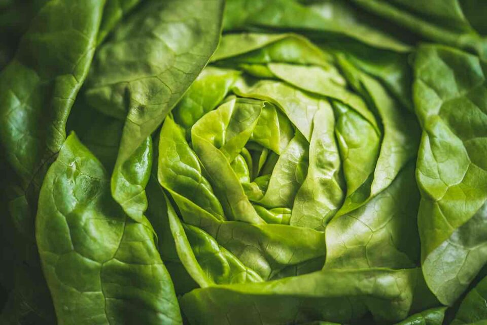 Everything You Need To Know About Bibb Lettuce - Minneopa Orchards