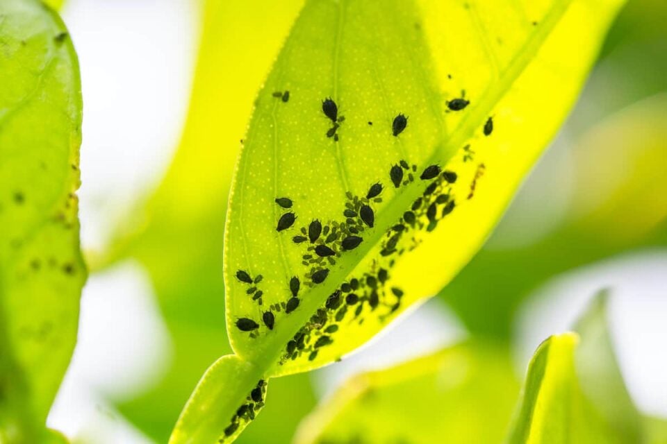 How to Identify and Eliminate Orange Tree Pests - Minneopa Orchards
