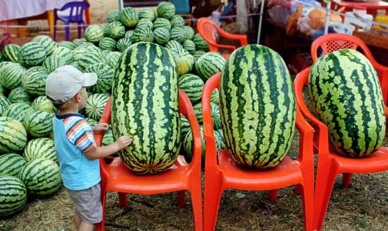 7 Kinds of Giant Watermelons - Minneopa Orchards