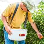 The 6 Best Cherry Picking Tools for Cherry Harvesting - Minneopa Orchards