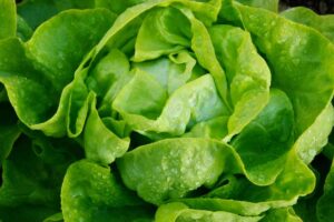 Butterhead Lettuce: How to Plant, Grow, and Enjoy This Delicacy ...