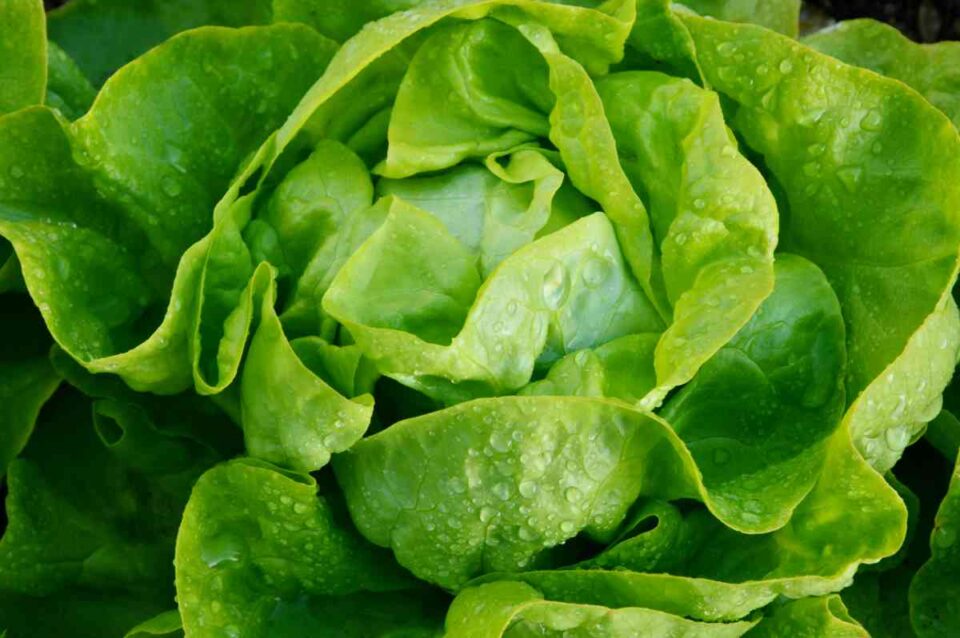 Butterhead Lettuce: How to Plant, Grow, and Enjoy This Delicacy ...