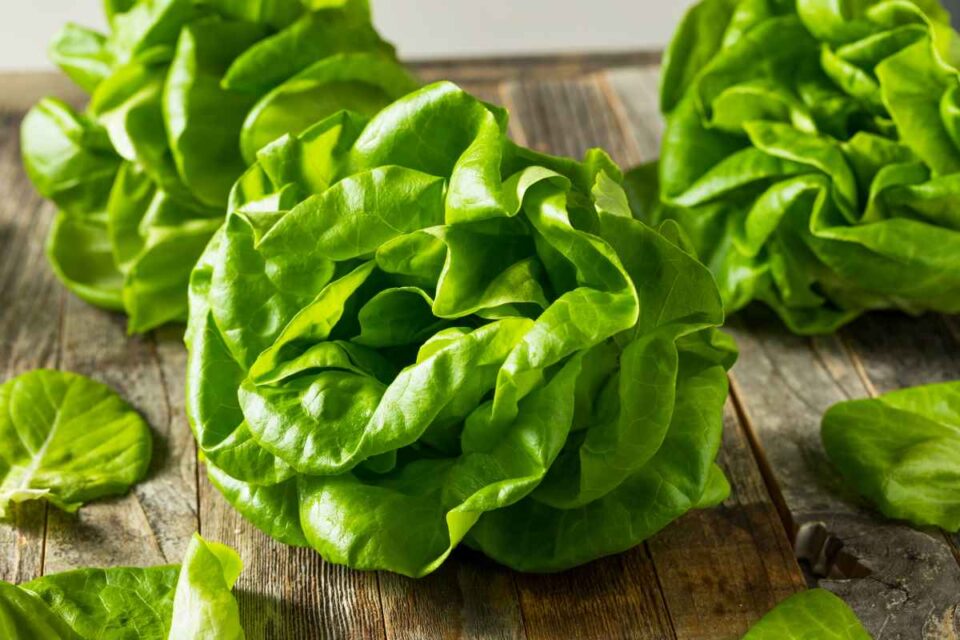 Butterhead Lettuce: How to Plant, Grow, and Enjoy This Delicacy - Minneopa Orchards
