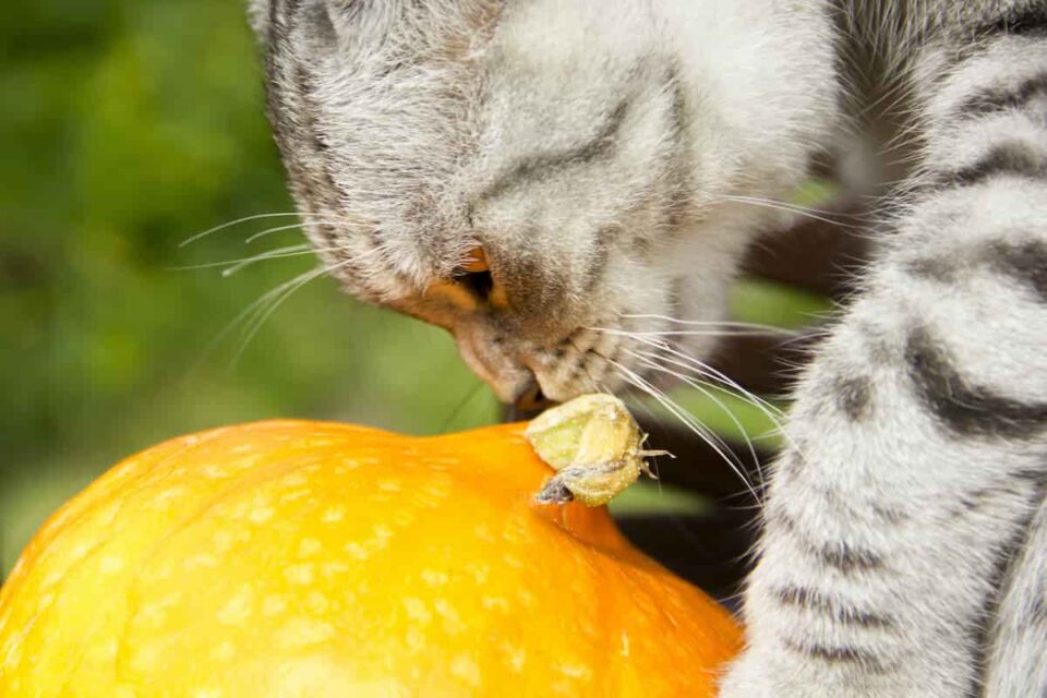 Can Cats Eat Pumpkins? - Minneopa Orchards
