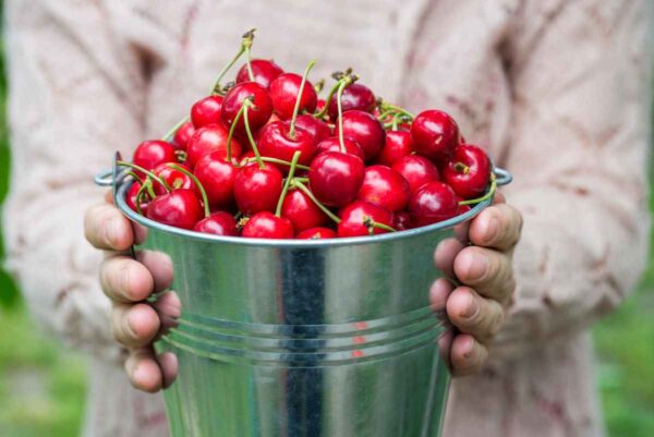The 6 Best Cherry Picking Tools for Cherry Harvesting - Minneopa Orchards