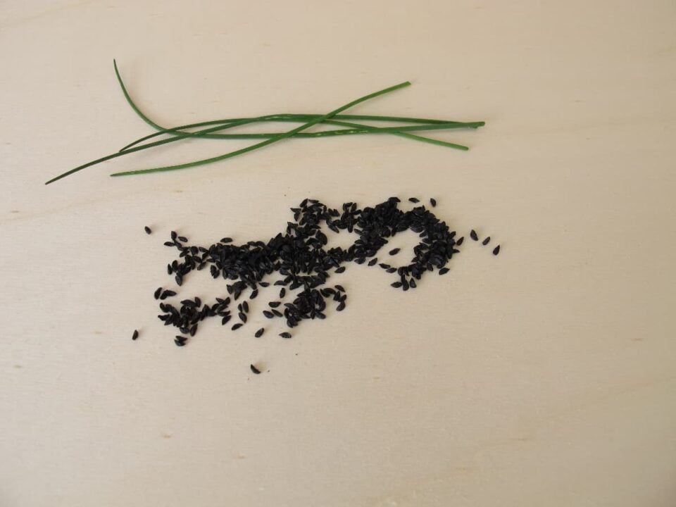 How to Plant Chives - Minneopa Orchards