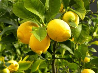 How to Plant a Lemon Tree - Minneopa Orchards