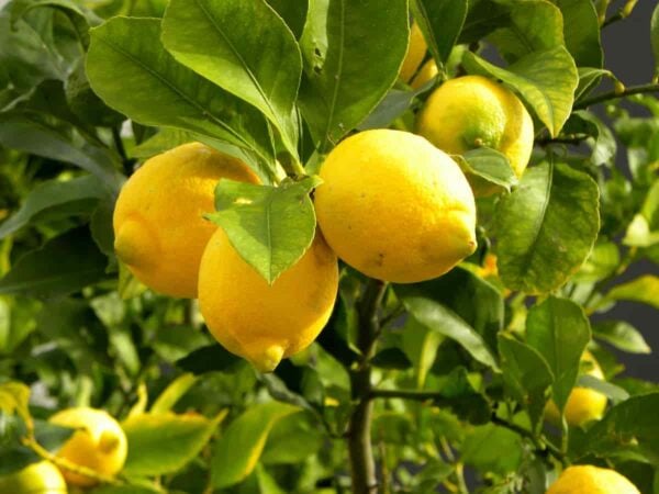 How to Plant a Lemon Tree - Minneopa Orchards