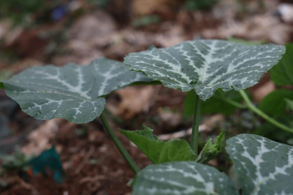 Pumpkin Water Guide: Everything You Need To Know About Watering Pumpkin ...