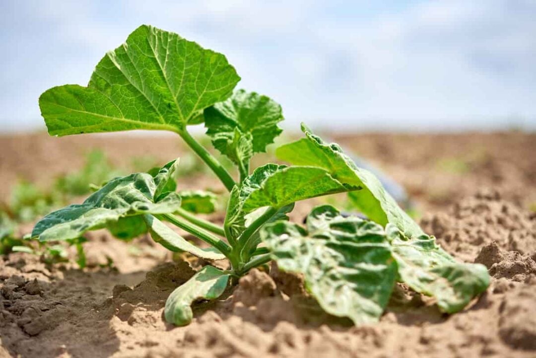 Pumpkin Water Guide: Everything You Need To Know About Watering Pumpkin ...