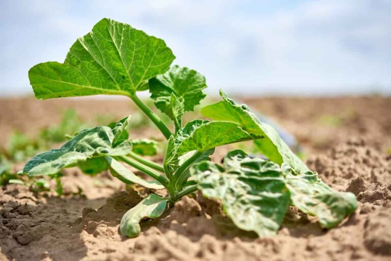 Pumpkin Water Guide: Everything You Need To Know About Watering Pumpkin ...
