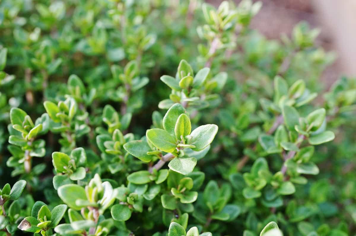 How to Plant Thyme - Minneopa Orchards