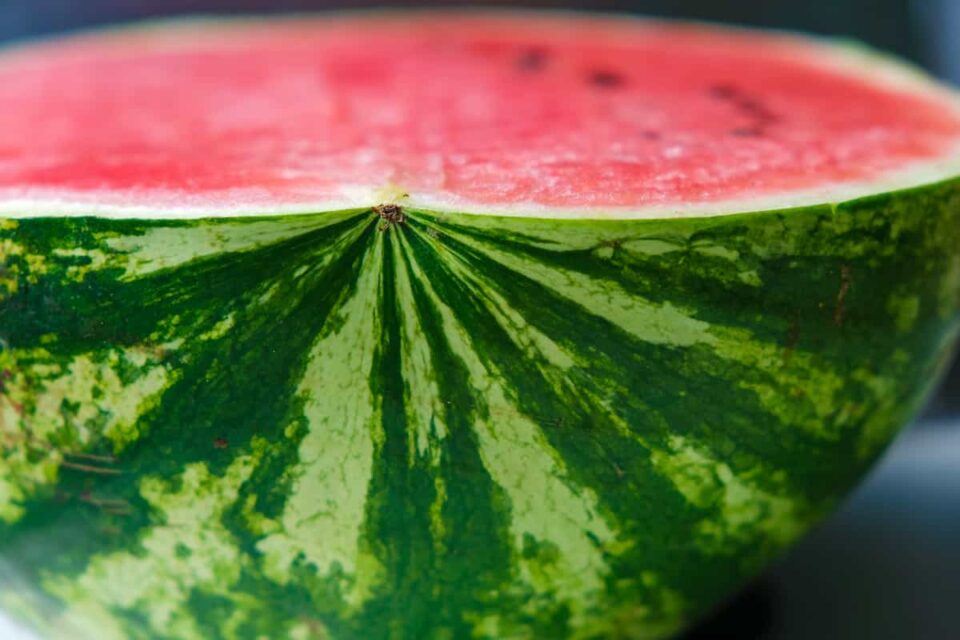 The Crimson Sweet Watermelon - Minneopa Orchards