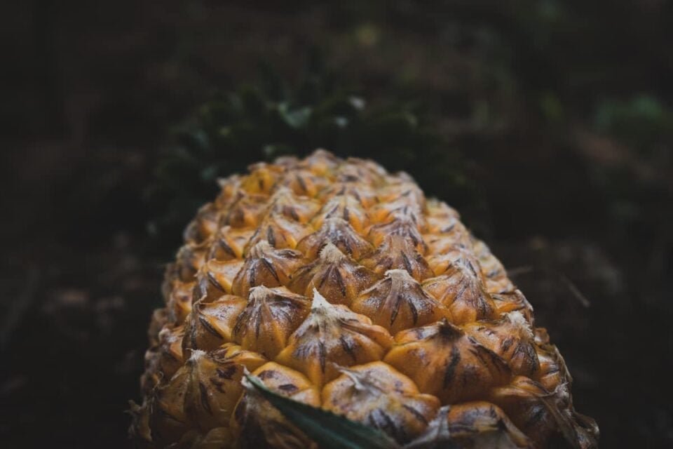 All About the Sugarloaf Pineapple - Minneopa Orchards