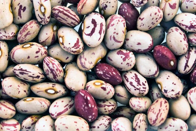 What to Know About Tongues of Fire Beans - Minneopa Orchards