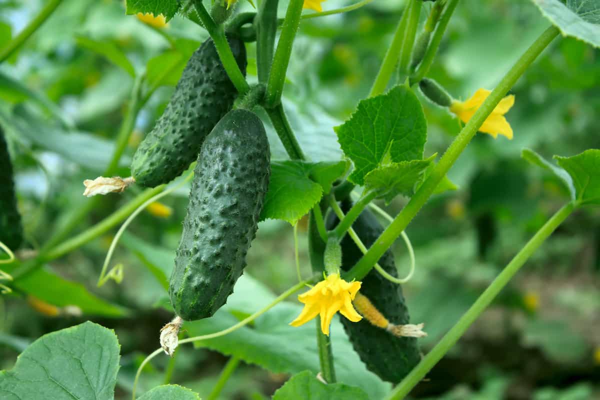 The Bush Pickle Cucumber - Minneopa Orchards