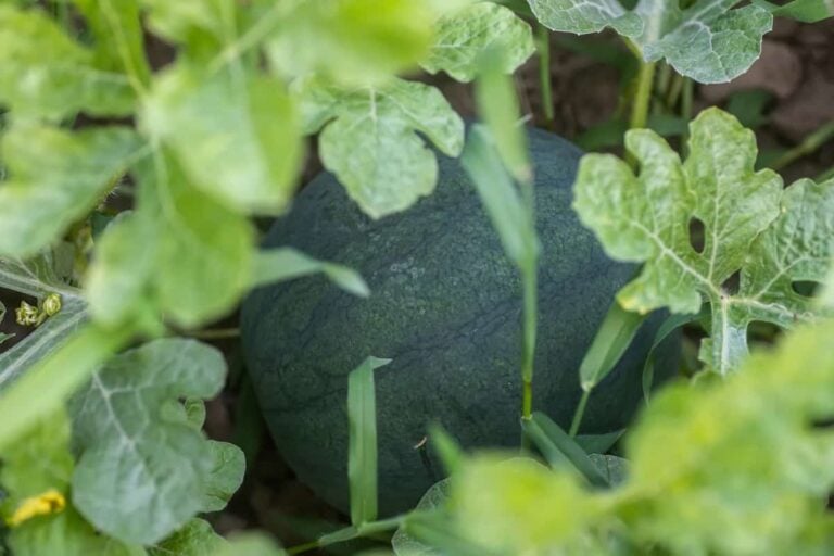 All About the Black Diamond Watermelon - Minneopa Orchards