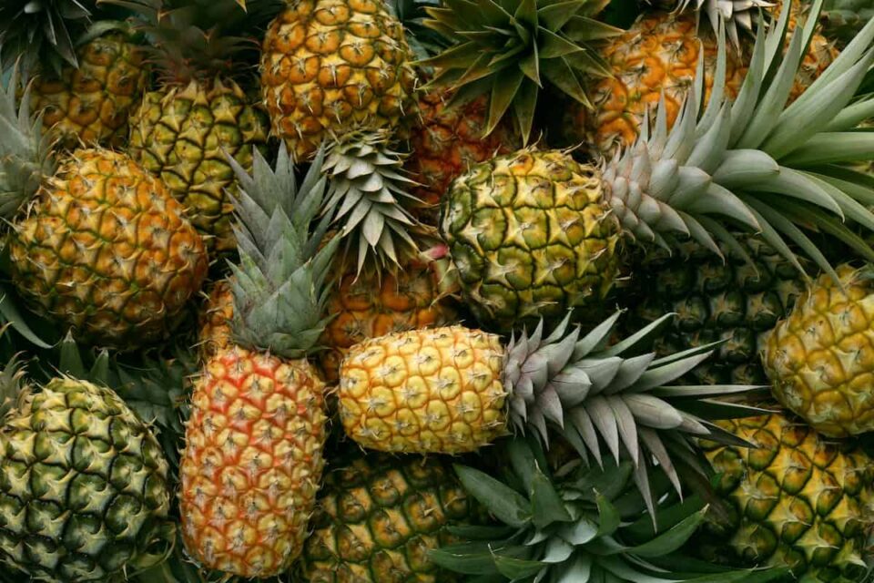 The White Jade Pineapple - Minneopa Orchards