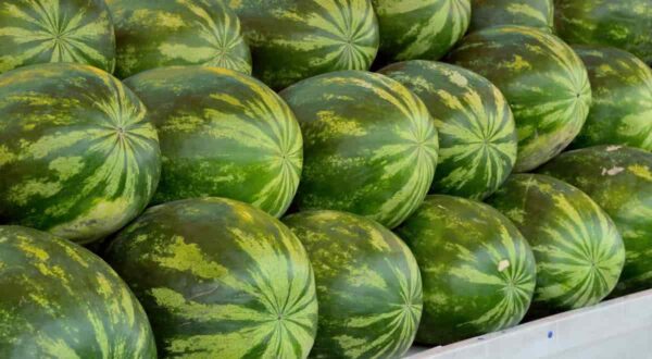The Klondike Blue Watermelon - Minneopa Orchards