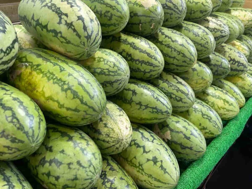 The Georgia Rattlesnake Watermelon - Minneopa Orchards