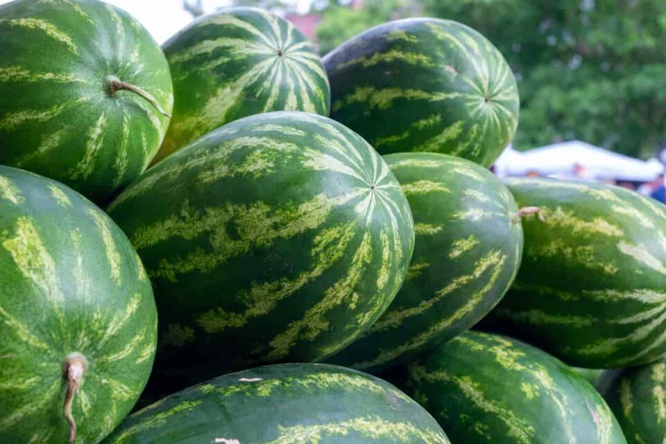 8 Kinds of Picnic Watermelons to Know About - Minneopa Orchards