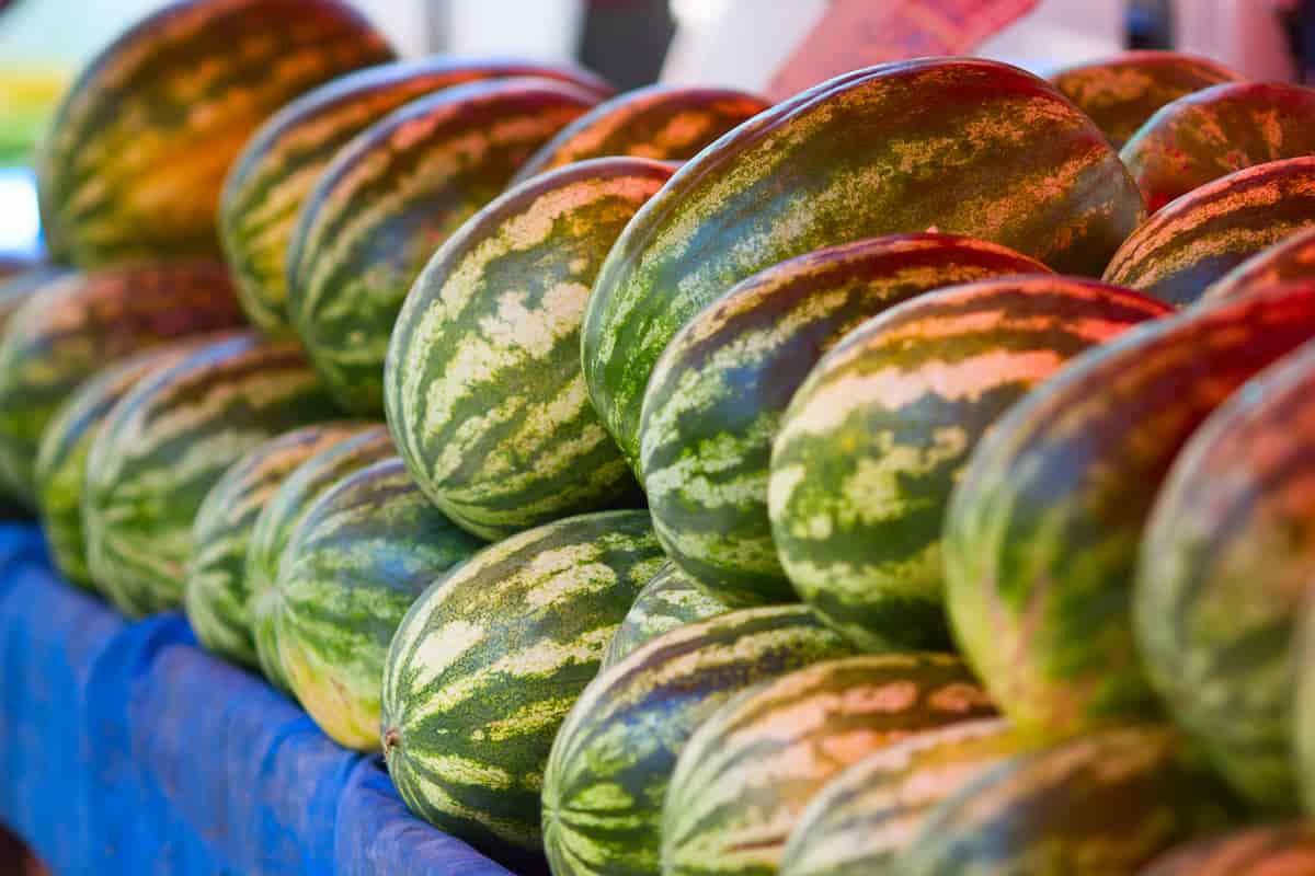 The Allsweet Watermelon - Minneopa Orchards