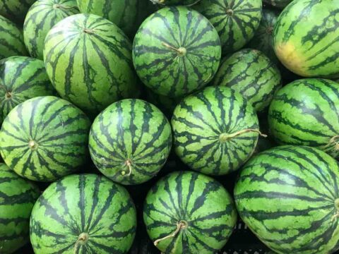 7 Kinds of Giant Watermelons - Minneopa Orchards