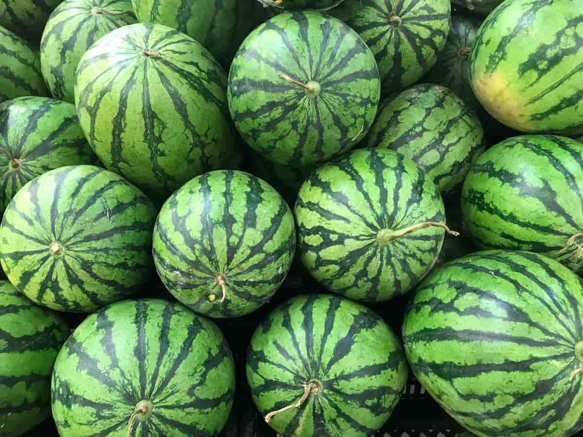 7 Kinds of Giant Watermelons - Minneopa Orchards
