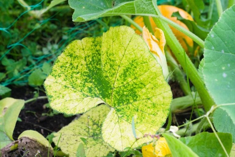 How to Identify and Treat 5 Pumpkin Diseases - Minneopa Orchards