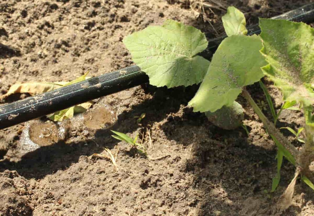 Pumpkin Water Guide: Everything You Need To Know About Watering Pumpkin ...